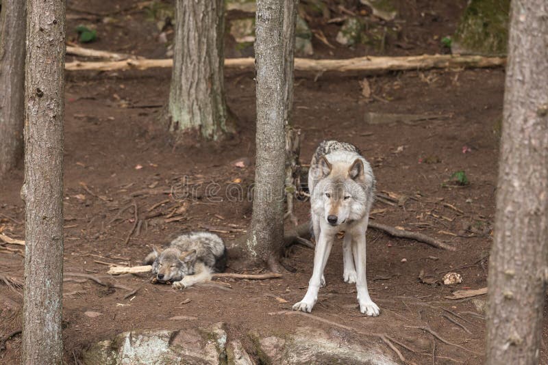 A Lone Timber Wolf in a Forest Stock Image - Image of horizontal ...