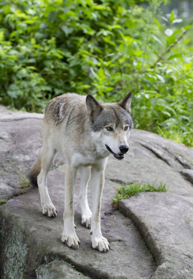 Timber Wolf or Grey Wolf Canis Lupus Standing on Rocky Cliff in Summer ...