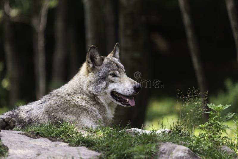 Big male timber wolf stock photo. Image of crushing, baby - 42659358