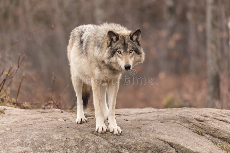 Lone timber wolf stock image. Image of head, isolated - 47547867