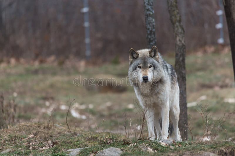 Lone timber wolf stock image. Image of dangerous, natural - 47547953