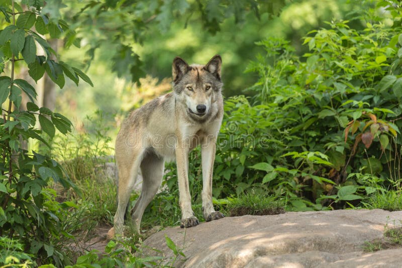 A Lone Timber Wolf in the Summer Stock Image - Image of back, grey ...