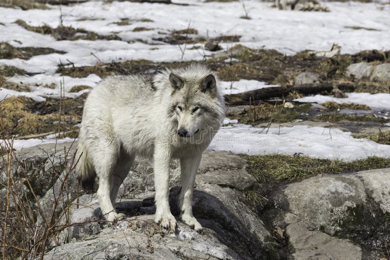A lone timber wolf stock photo. Image of furry, nose - 45562652