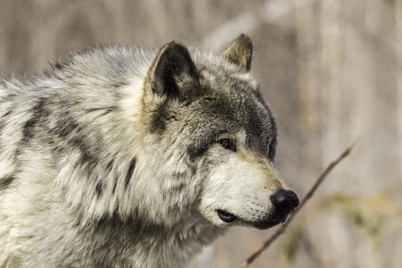 A lone timber wolf stock image. Image of animals, nature - 45563327