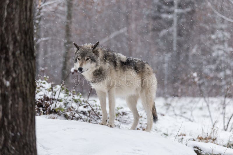 Lone Timber Wolf in a Winter Scene Stock Photo - Image of savage ...