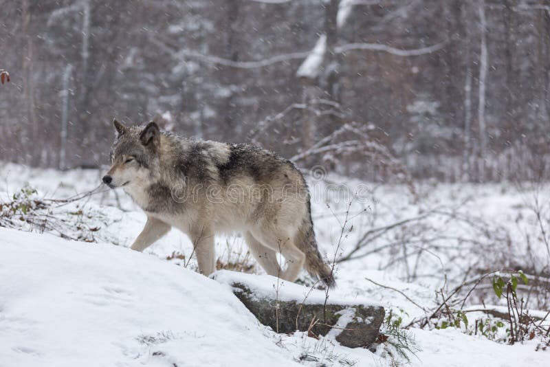 A Lone Timber Wolf in a Winter Scene Stock Photo - Image of scare ...