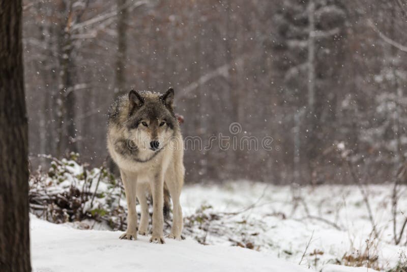 Lone Timber Wolf in a Winter Scene Stock Photo - Image of savage ...