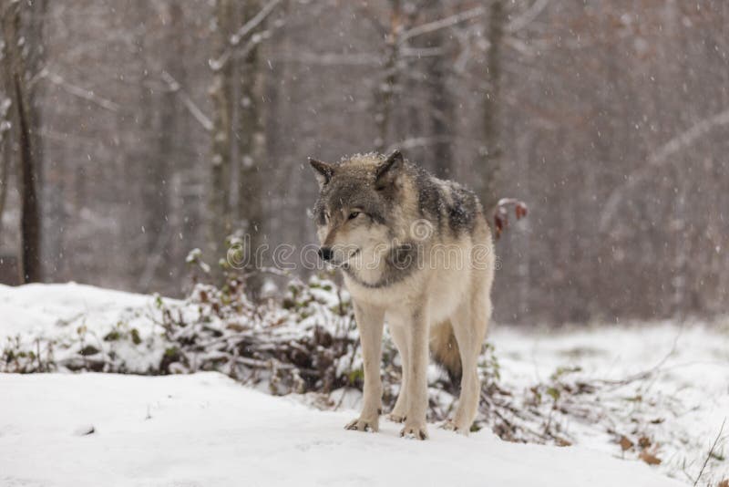 Lone Timber Wolf in a Winter Scene Stock Image - Image of snow, face ...