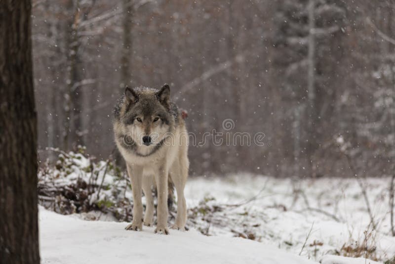 Lone Timber Wolf in a Winter Scene Stock Photo - Image of danger, polar ...