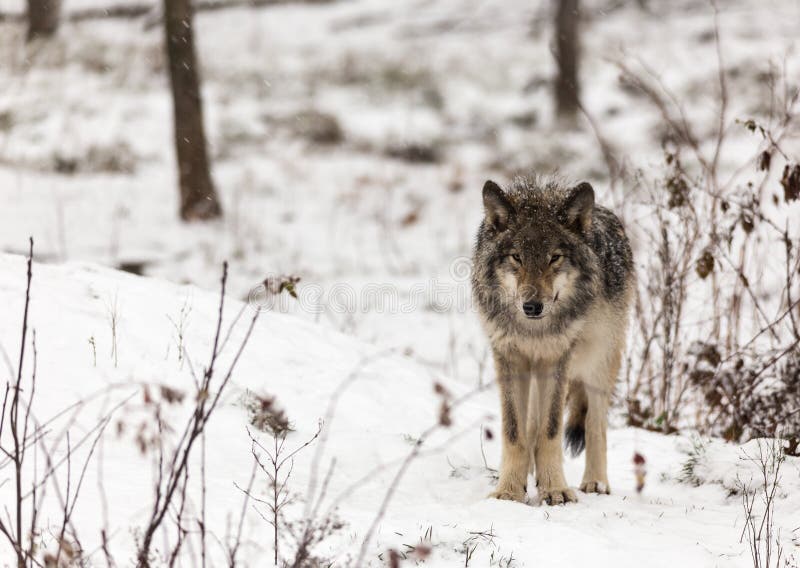 Lone Timber Wolf in a Winter Scene Stock Image - Image of lupus, scene ...