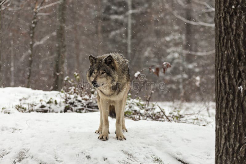 Lone Timber Wolf in a Winter Scene Stock Image - Image of lupus ...