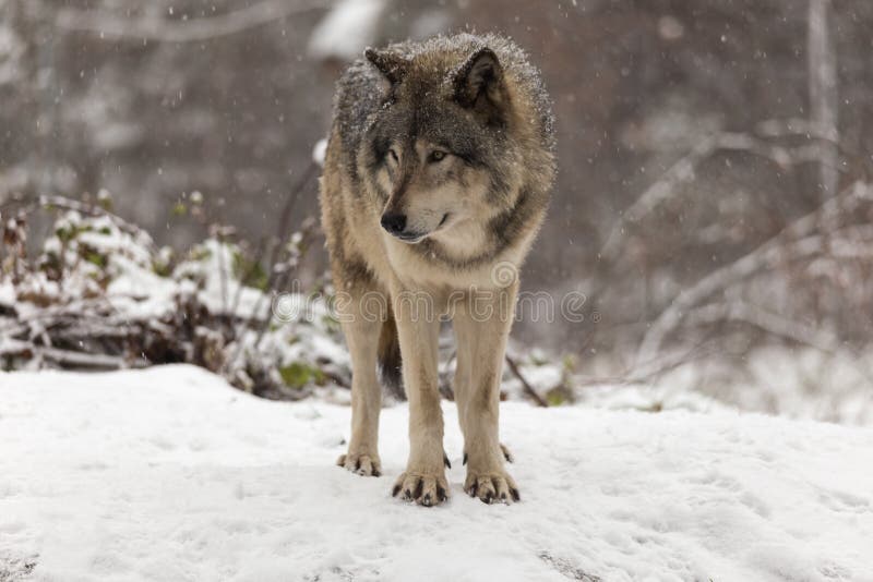 A Lone Timber Wolf or Grey Wolf Canis Lupus Walking in the Falli Stock ...