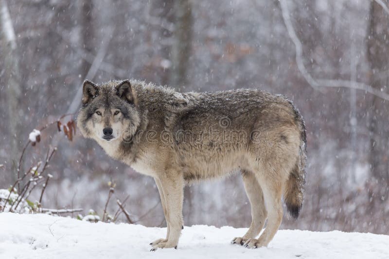 Lone Timber Wolf in a Winter Scene Stock Photo - Image of animal ...