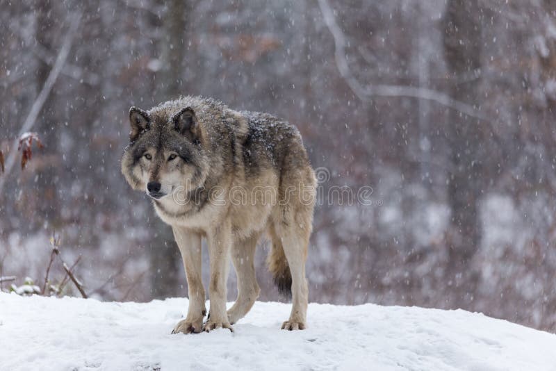 Lone Timber Wolf in a Winter Scene Stock Image - Image of carnivore ...