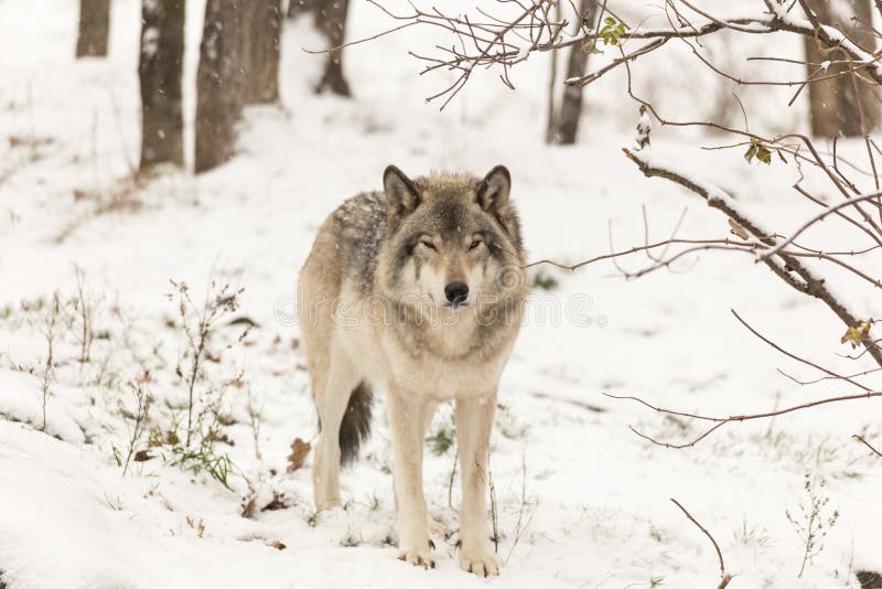Lone Timber Wolf in a Winter Scene Stock Photo - Image of polar, savage ...
