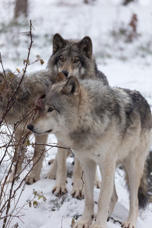 Lone Timber Wolf in a Winter Scene Stock Image - Image of canine, polar ...