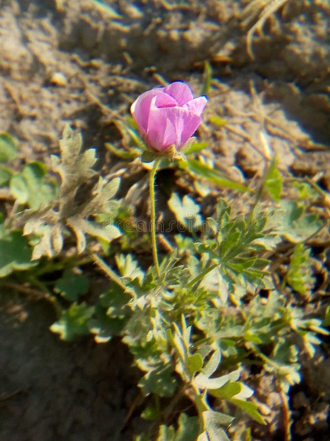 Lone tiny pink flower editorial photo. Image of flowered - 193757791