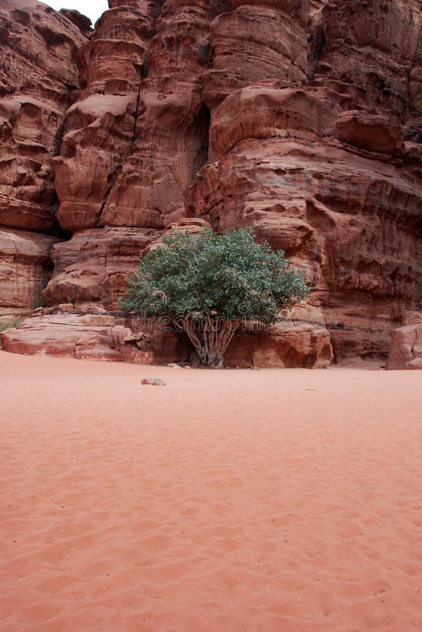 Lone Tree Wadi Rum Desert Stock Photos - Free & Royalty-Free Stock ...