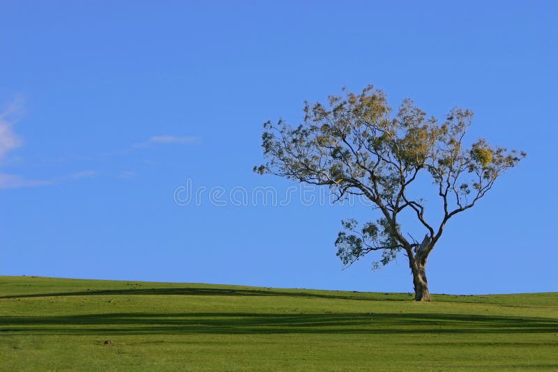 Lone Tree stock photo. Image of nature, nice, grassy, eucalypt - 122794