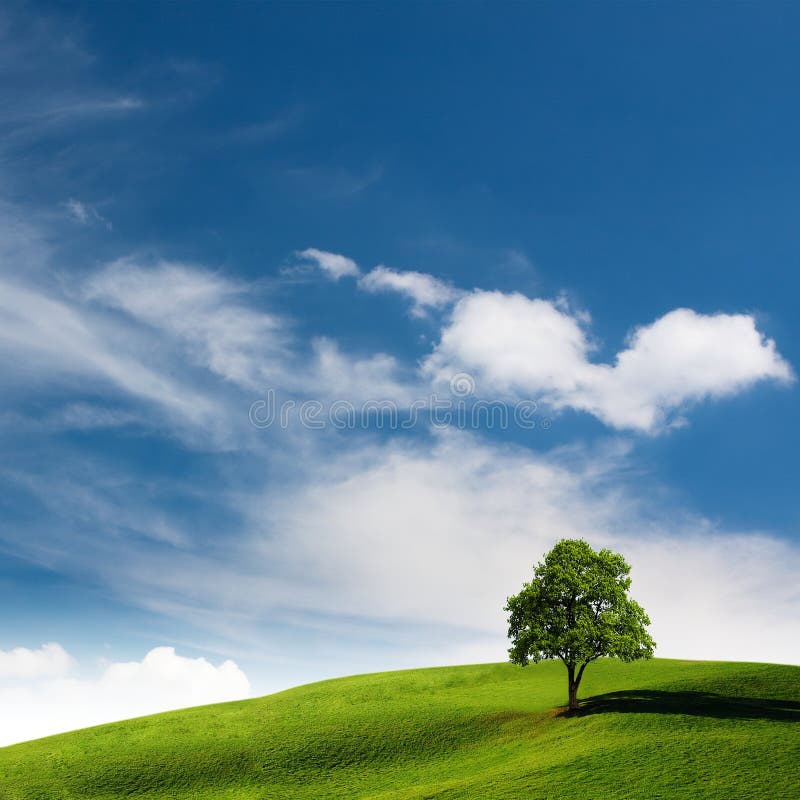 Lone tree stock photo. Image of dreamy, beautiful, fresh - 12908036