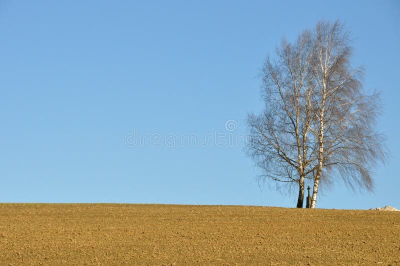 Lone tree stock photo. Image of land, alone, blue, ecology - 13232222