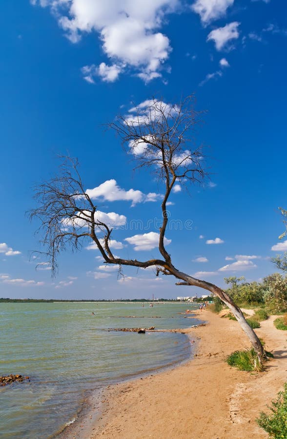 Lone tree stock photo. Image of plant, nicobar, landscape - 18320434