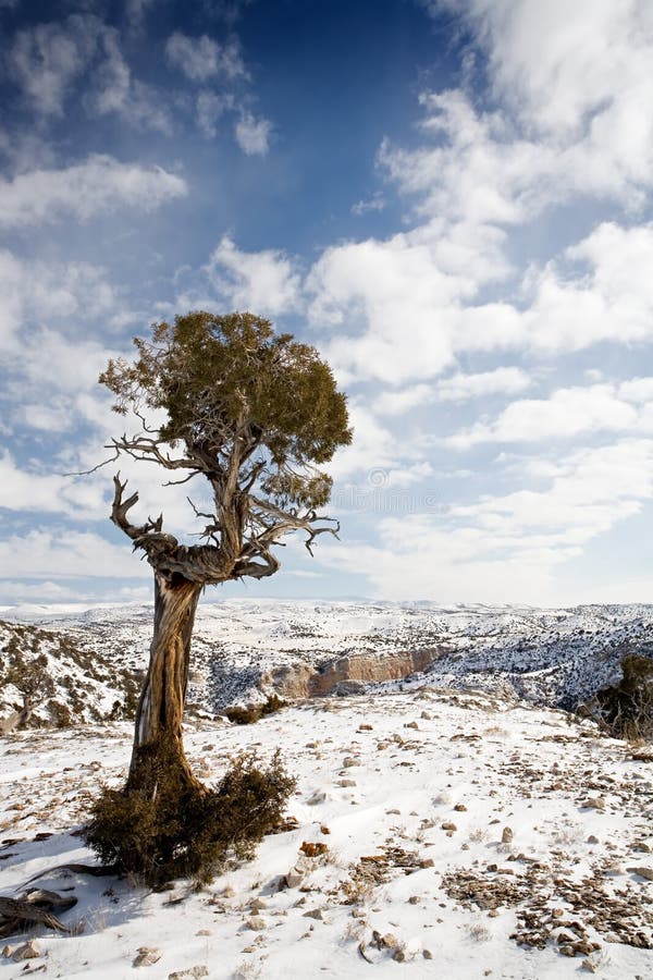 Lebanese Cedar stock photo. Image of chouf, trees, lebanese - 23028124