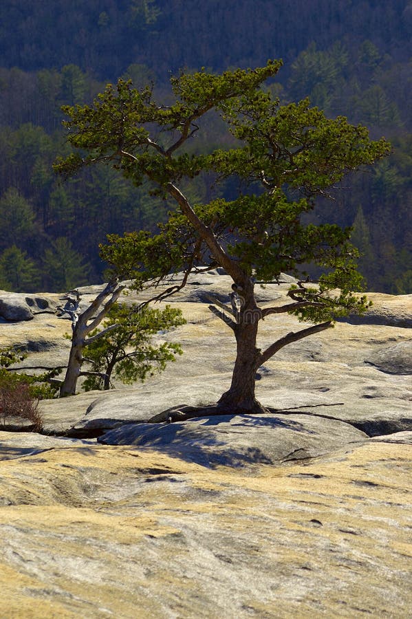 Lone Tree stock photo. Image of pine, flora, tree, coniferous - 1958302