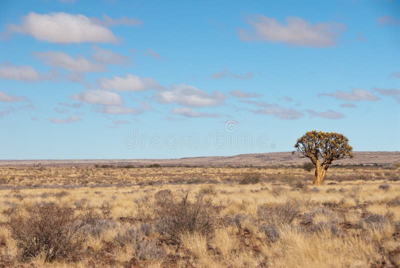 Lone tree stock image. Image of succulent, hike, blue - 21742963