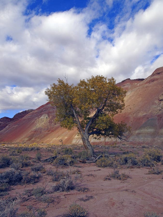 Lone Tree stock photo. Image of tree, foliage, desert - 22336100