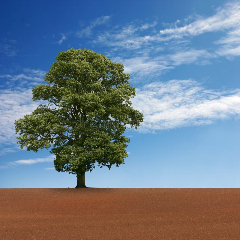 Lone Tree stock photo. Image of field, farmland, horizon - 22728384