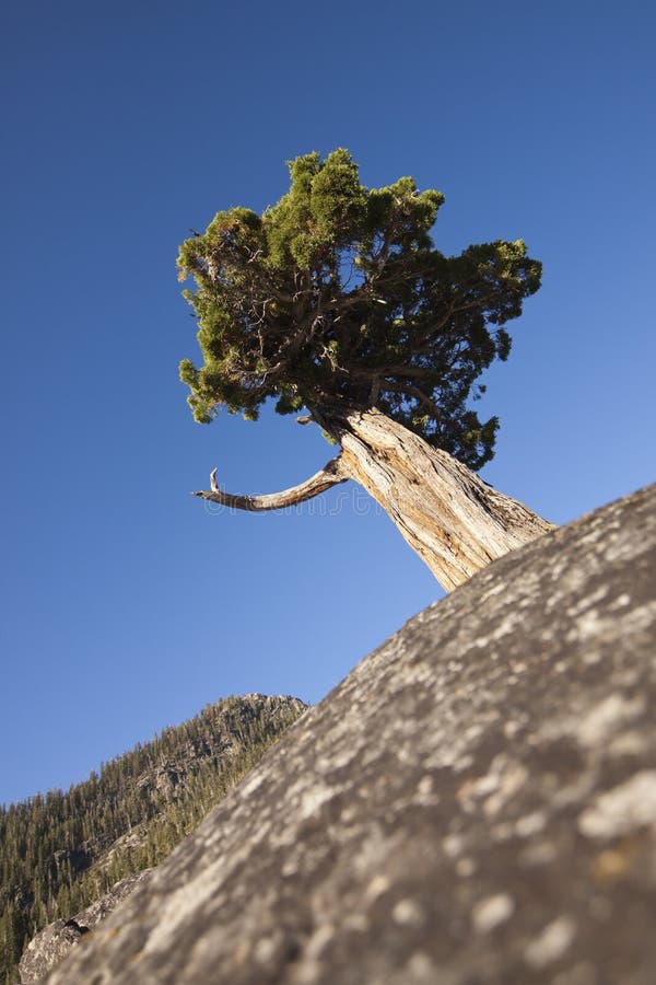 Lone Tree Sunrise stock photo. Image of nature, outside - 27242702