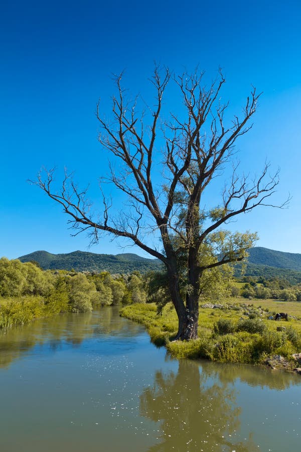 Lone tree stock image. Image of wood, mountain, landscape - 25707345