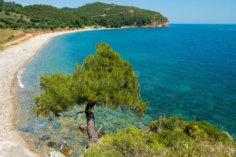 Lone Tree stock image. Image of outside, outdoors, environment - 25967939