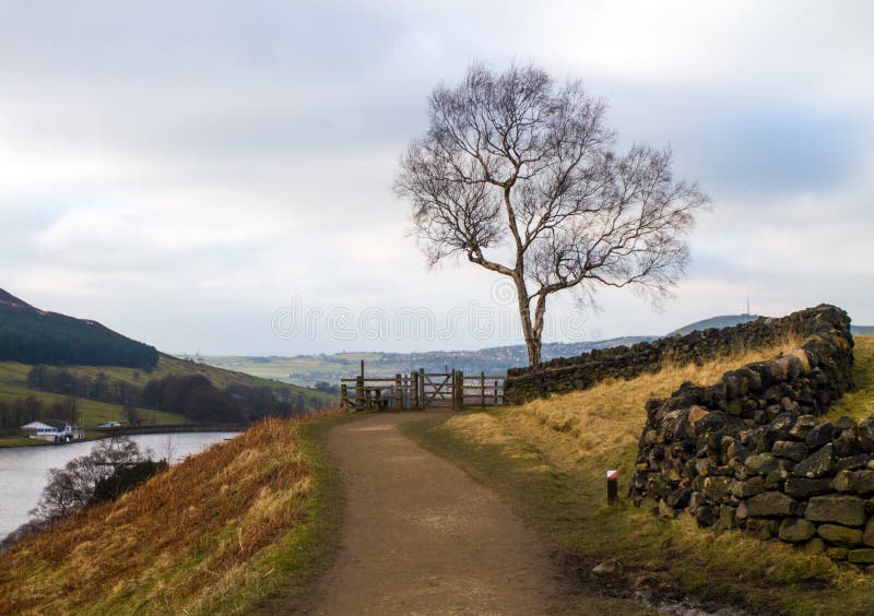 Lone tree stock image. Image of hills, seasonal, peak - 29465535