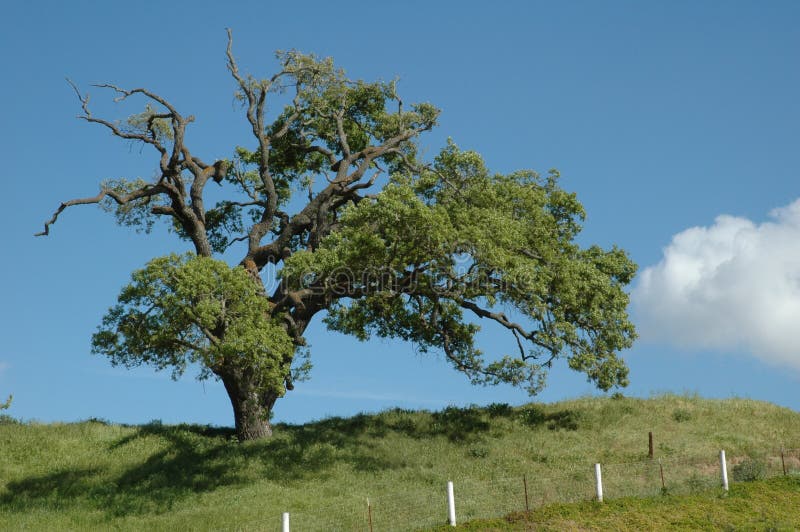Lone Tree stock image. Image of shade, grassy, green, wine - 304345