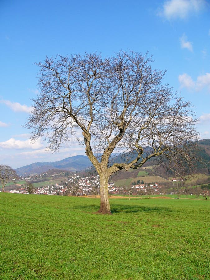Lone Tree Picture. Image: 446122