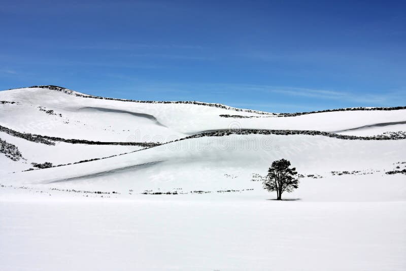 Lone Tree Picture. Image: 5491665