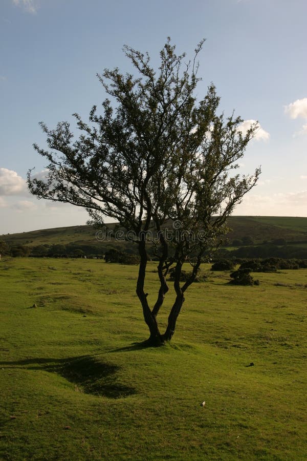Lone tree stock photo. Image of landscape, outdoor, peace - 564452