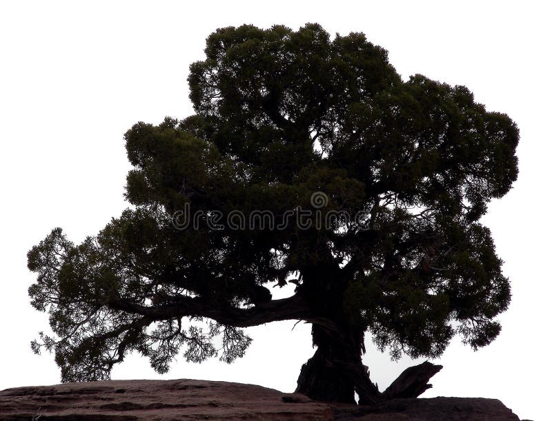 Lone Tree stock image. Image of canyonlands, tree, pinyon - 660955