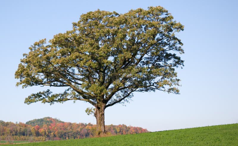 Lone Tree stock image. Image of leaves, fall, autumn, landscape - 7073361