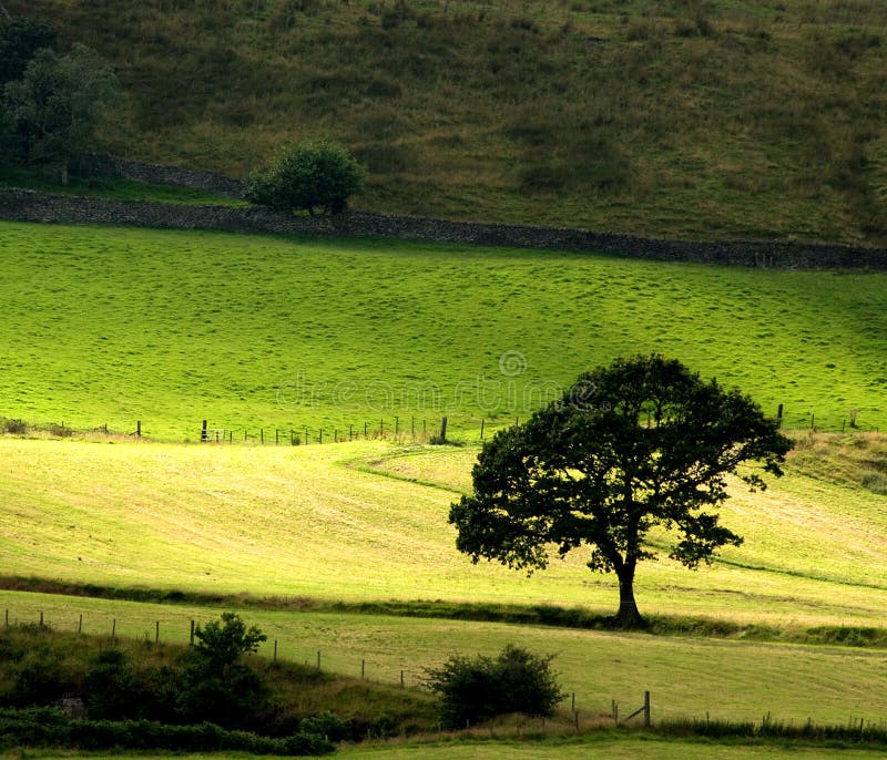 Lone Tree stock image. Image of countryside, scenic, lone - 7087647
