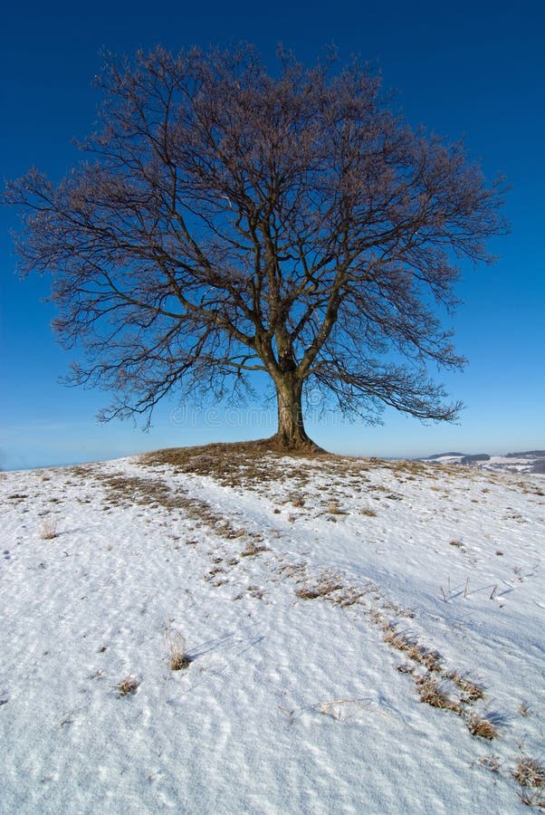 Lone Tree Picture. Image: 7876743