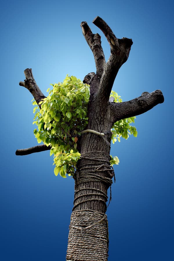 Lone tree stock image. Image of spring, strong, trees - 9198531