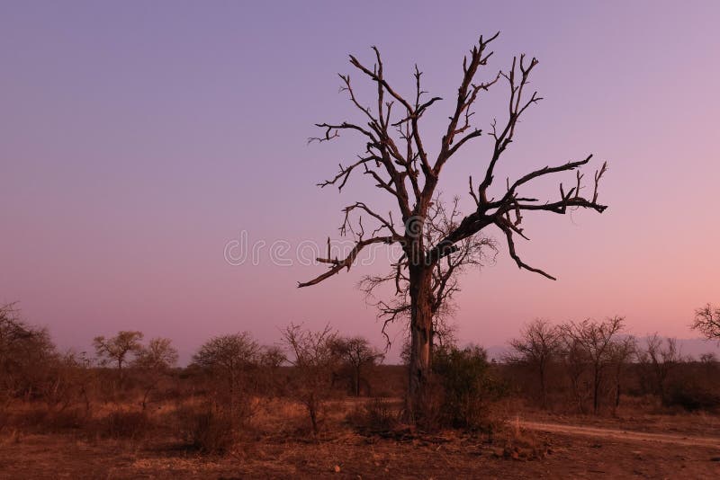 Lone Tree on an African Safari at Sunset Stock Photo - Image of winter ...