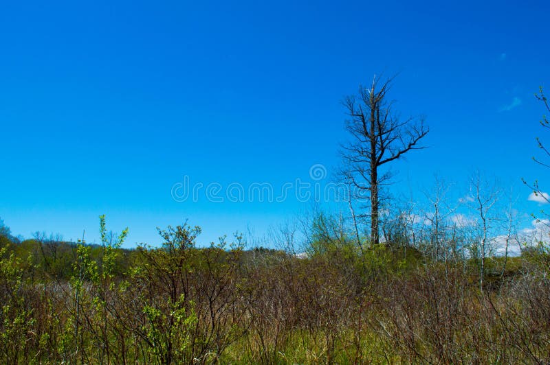 Lone Tree Against the Blue Sky Stock Photo - Image of blue, wood: 40950196