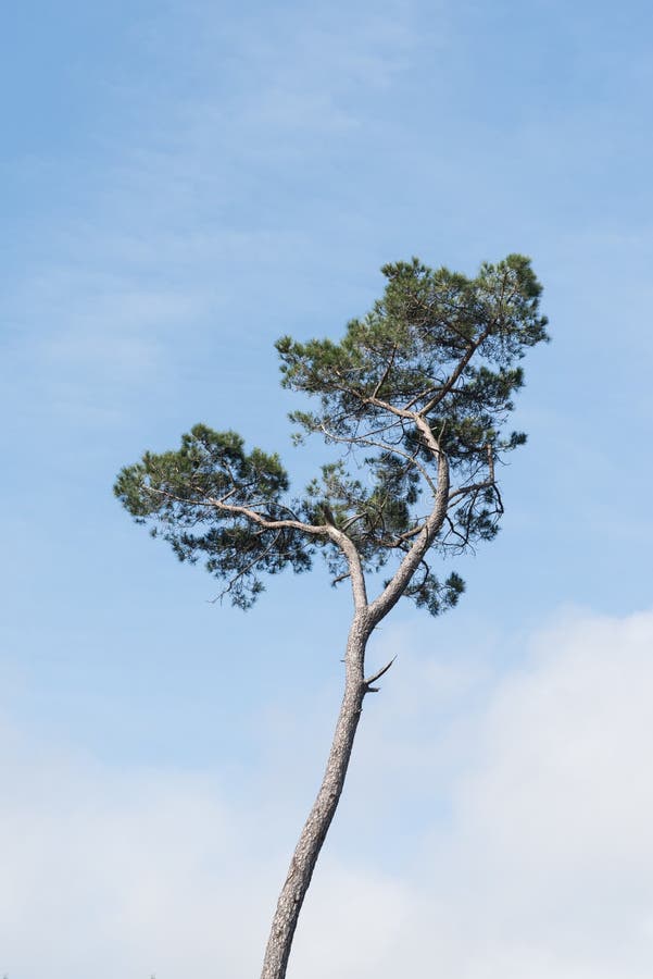 Lone tree against blue sky stock image. Image of beautiful - 97128599