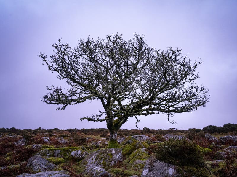 A Lone Tree Against a Grey Background in Winter Stock Photo - Image of ...