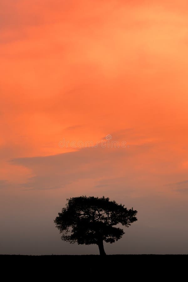 Lone Tree against a Sunset stock photo. Image of golden - 187374784