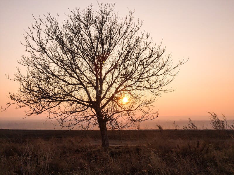 Lone Tree Against Sunset Sky Stock Image - Image of people, sunset ...